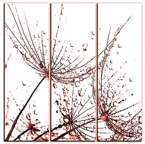 Obraz na plátně - Pampelišková semínka s kapkami vody - čtverec 3202KB (105x105 cm)
