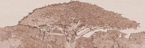 Vliesová fototapeta Dimex Acacia Tree M-307 | 330x110cm