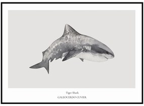 Plakát Tiger Shark A4 (21 x 29,7 cm)