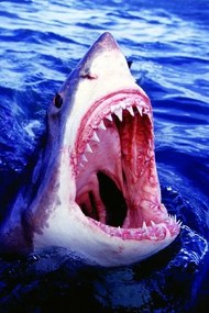 Plakát - Velký bílý žralok (1)