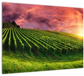 Obraz vinohradu s barevným nebem (70x50 cm)