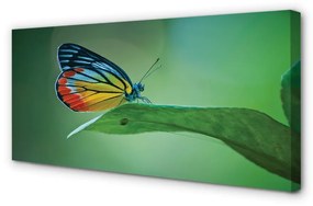 Obrazy na plátně Barevný motýl křídlo 125x50 cm