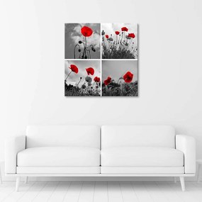 Obraz na plátně Sada Pole červených máků - 50x50 cm