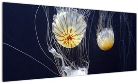 Obraz - medúzy (100x40cm)