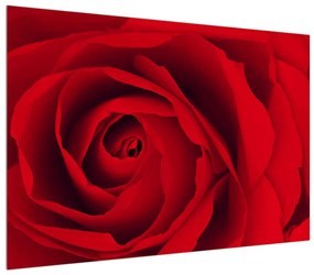 Obraz růže (100x70 cm)