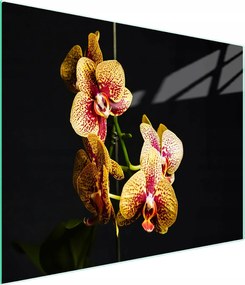 Skleněná Krájecí Deska 52x30 Orchidej Tvrzené Sklo