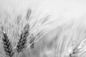 Obraz pšeničné pole v černobílém provedení Varianta: 60x40
