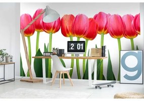 DIMEX | Samolepicí vliesová fototapeta na zeď Tulipány MA-5-0126 | 375 x 250 cm | zelená, červená, bílá