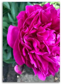 Obraz na plátně Pivoňka růžový květ příroda - 70x100 cm