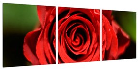 Detailní obraz květu růže (90x30 cm)