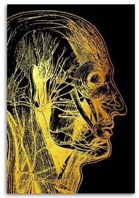 Gario Obraz na plátně Zlatá anatomie, Boční strana - Gab Fernando Rozměry: 40 x 60 cm