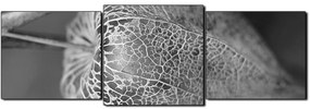 Obraz na plátně - Lucerna z physalisu- panoráma 5261QD (150x50 cm)