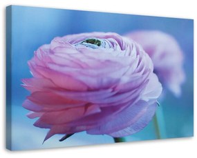 Obraz na plátně Pivoňka Květina Příroda - 120x80 cm