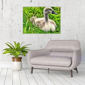 Skleněný obraz - malá labuť v trávě (70x50 cm)