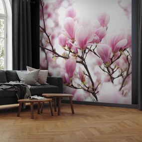 Fototapeta Větvička kvetoucí magnolie - strom magnolie se záběrem na květy