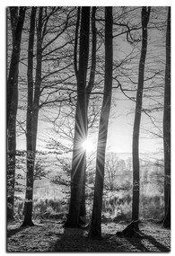 Obraz na plátně - Podzimní ráno v lese - obdélník 7251QA (60x40 cm)