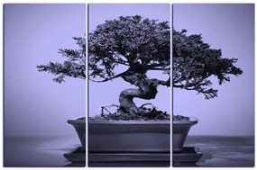 Obraz na plátně - Bonsai 1244VB (135x90 cm)
