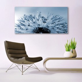 Plexisklo-obraz Pampeliška Květ Kapky 120x60 cm