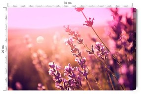 Obraz Květy Levandule Na Slunci 3D Nedostatek Nedostatek Přírodní plátno 40x30