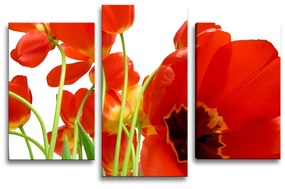 Sablio Obraz - 3-dílný Tulipány - 75x50 cm