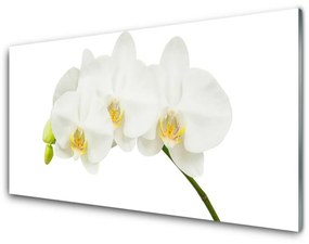Skleněné obklady do kuchyně Orchidej Výhonky Květiny Příroda 100x50 cm