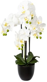 Gasper Orchidej x4, 69 cm bílý v pryskyřičném květináči 15,