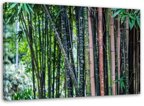 Obraz na plátně Bambusová lesní zelená - 120x80 cm