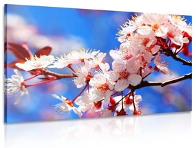 Obraz třešňový květ na větvi - 60x40 cm