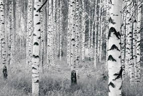 Komar Vliesová fototapeta Woods 400 x 270 cm