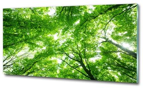 Wallmuralia Fotoobraz na skle Zelený les 100x50