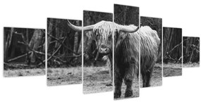 Obraz - Skotská kráva 3,černobílá (210x100 cm)