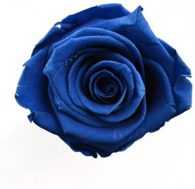 Hlavy růží - mini 12 ks Royal blue - tmavě modrá