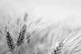 Tapeta černobílé pšeničné pole - 450x300 cm
