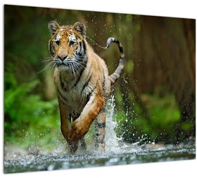 Skleněný obraz běžícího tygra (70x50 cm)