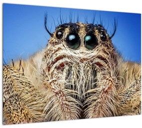 Skleněný obraz detailu pavouka (70x50 cm)