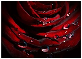 Skleněný obraz - Detail růže (70x50 cm)
