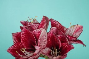 Samolepící fotatapeta exotický amarylis na tyrkysovém pozadí - 300x200 cm