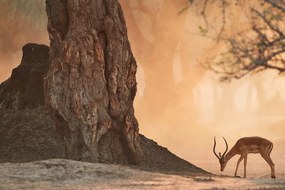 Obraz africká antilopa Varianta: 60x40