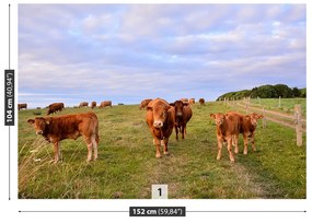 Fototapeta krávy 104x70