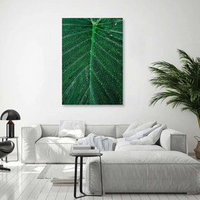 Obraz na plátně Listová rostlina Zelená příroda - 60x90 cm