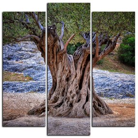 Obraz na plátně - Starý olivovník - čtverec 3181C (75x75 cm)