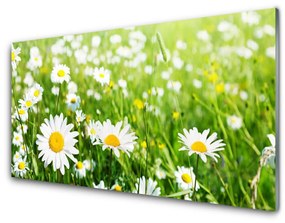 akrylový obraz Sedmikráska Květ Rostlina 140x70 cm