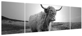 Obraz - Skotská kráva, černobílá (170x50 cm)