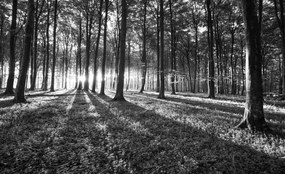 Postershop Fototapeta vliesová: Černobílý les (1) - 416x254 cm