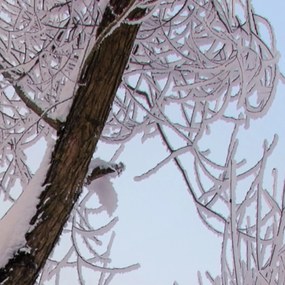 Malvis Tapeta zimní krajina Vel. (šířka x výška): 432 x 290 cm