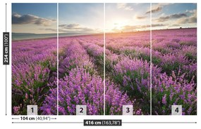 Fototapeta Lavender louka 104x70