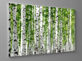 Liox Obraz březový les Rozměr: 150 x 100 cm