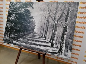 Obraz podzimní alej stromů v černobílém provedení