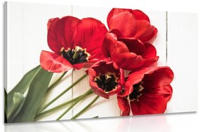 Obraz rozkvetlé červené tulipány