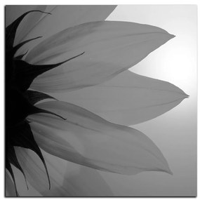 Obraz na plátně - Slunečnice květ - čtverec 3201QA (50x50 cm)